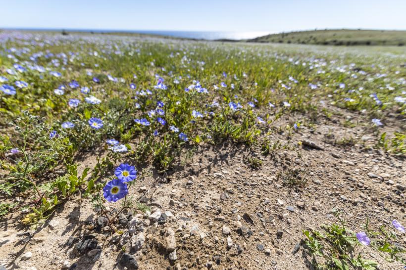 Galerie Foto - Cel mai arid deșert din lume devine un câmp cu flori o ...
