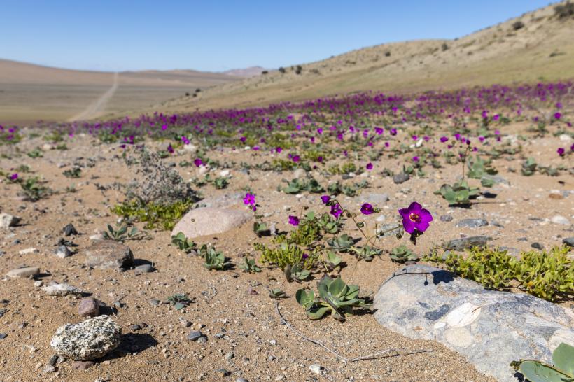Galerie Foto - Cel mai arid deșert din lume devine un câmp cu flori o ...