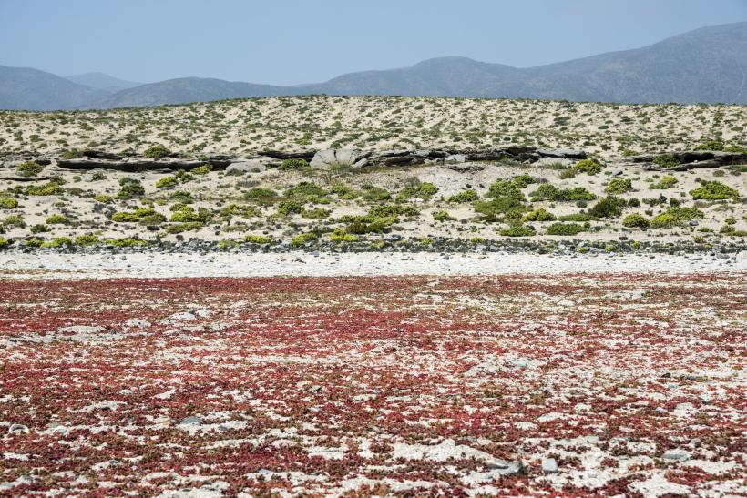 Galerie Foto - Cel mai arid deșert din lume devine un câmp cu flori o ...