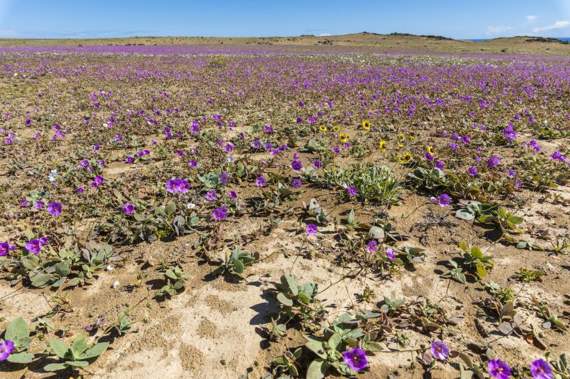 Galerie Foto - Cel mai arid deșert din lume devine un câmp cu flori o ...