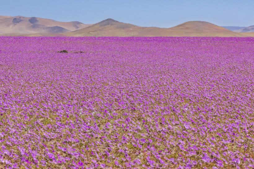 Galerie Foto - Cel mai arid deșert din lume devine un câmp cu flori o ...