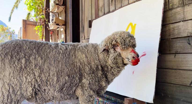 Galerie Foto - Oaia care pictează a dispărut, iar stăpâna ei oferă ...