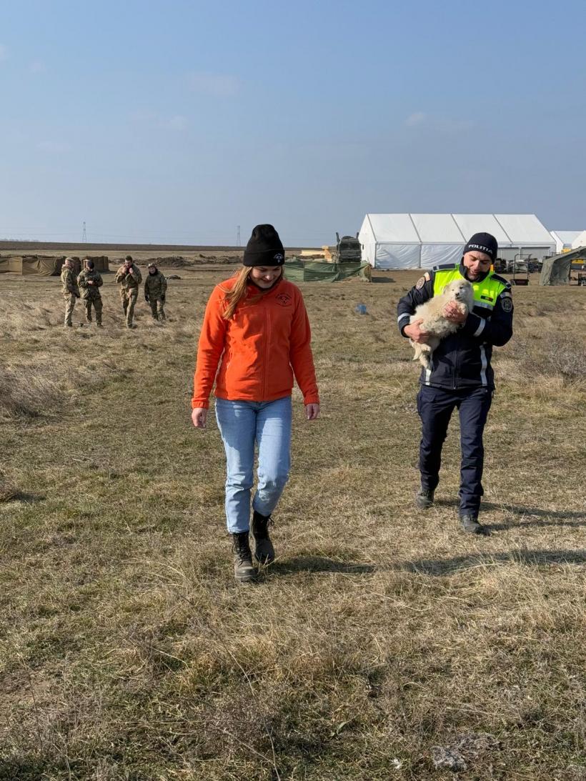 Galerie Foto - Un soldat britanic a salvat 4 cățeluși, în timpul unui ...