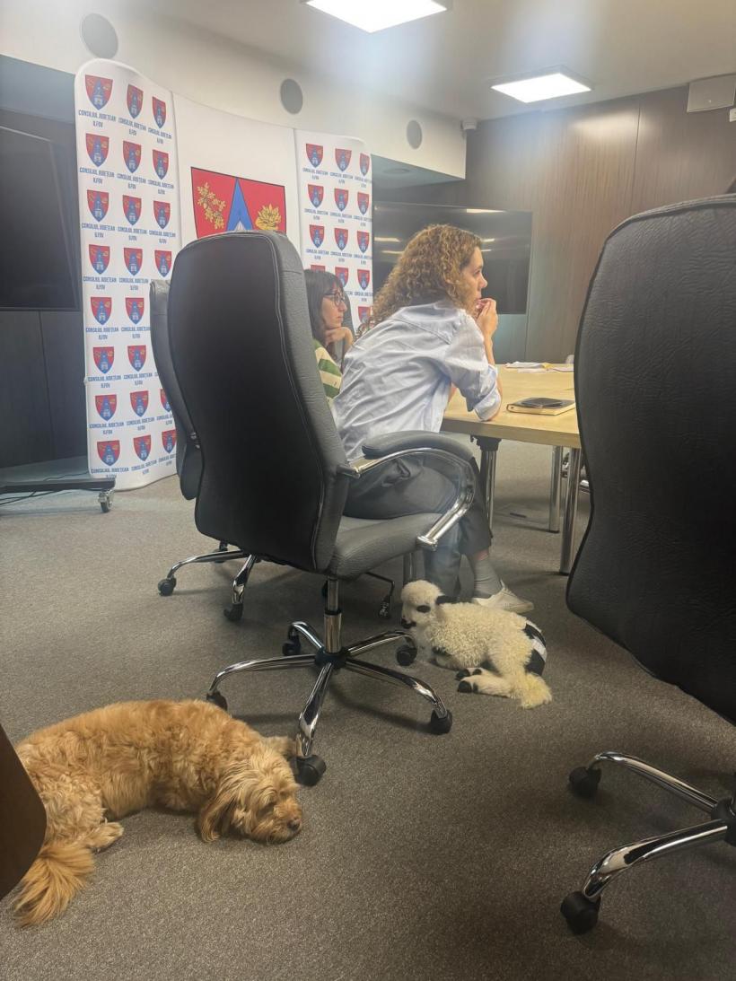 Galerie Foto - Pisicile care ştiu tot ce mişcă-n Capitală: Colonelu` de ...