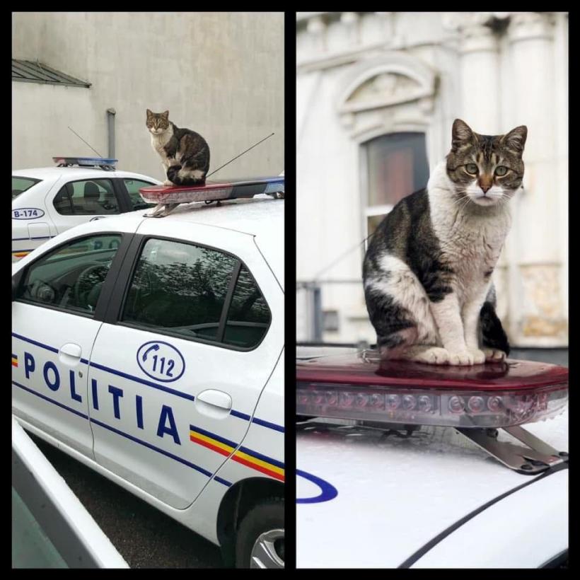 Galerie Foto - Pisicile care ştiu tot ce mişcă-n Capitală: Colonelu` de ...