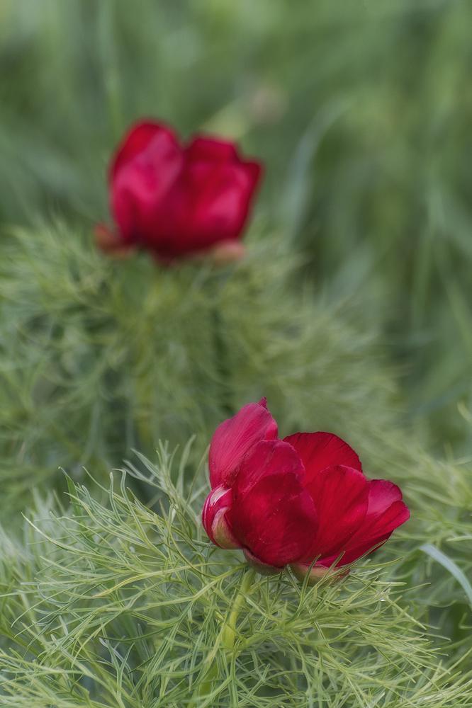 Galerie Foto - Au înflorit bujorii de stepă într-o rezervație din ...