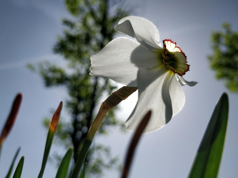 Galerie Foto - Locul sălbatic din România unde găsești narcise cât vezi ...