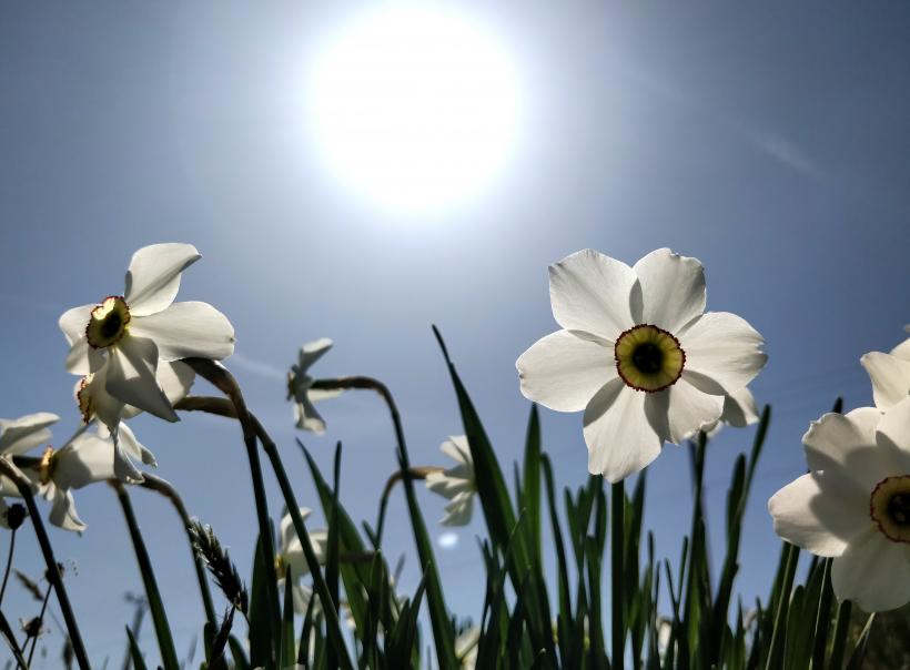 Galerie Foto - Locul sălbatic din România unde găsești narcise cât vezi ...