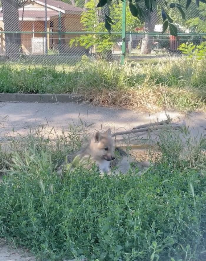 Galerie Foto - Premieră națională la Zoo Oradea: S-au născut doi pui de ...