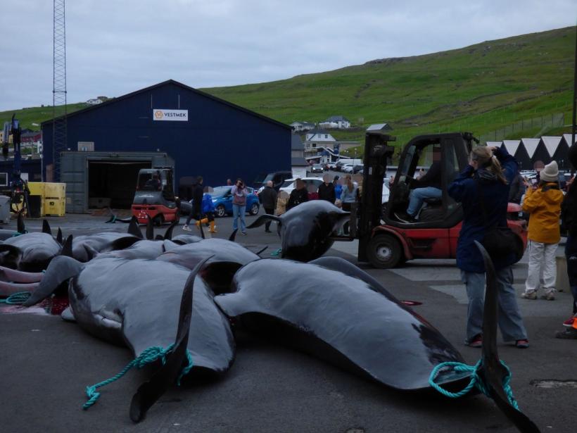 Galerie Foto - Val de furie după masacrul balenelor din Feroe. Într-o ...