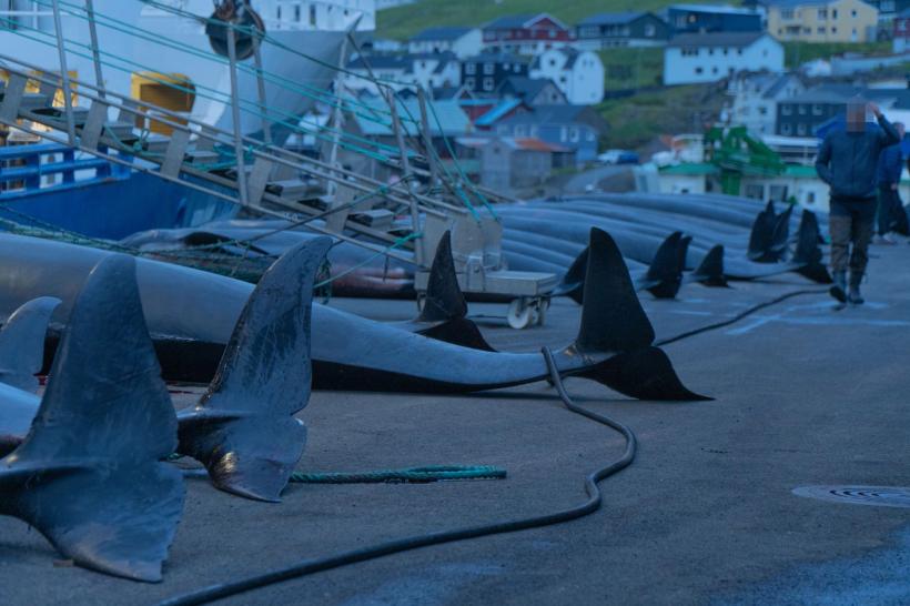 Galerie Foto - Val de furie după masacrul balenelor din Feroe. Într-o ...