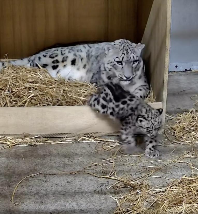 Galerie Foto - Un pui de leopard de zăpadă rar s-a născut la o grădină ...