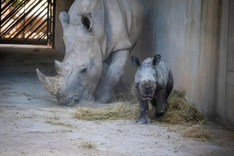 Galerie Foto - Un pui de rinocer alb s-a născut la o grădină zoologică ...