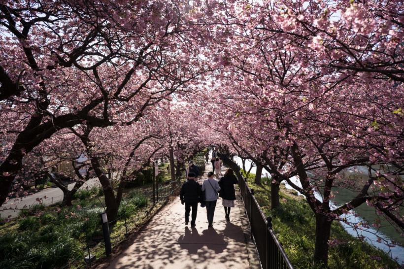 Galerie Foto - Festivalul florilor de cireș din Japonia a fost anulat ...