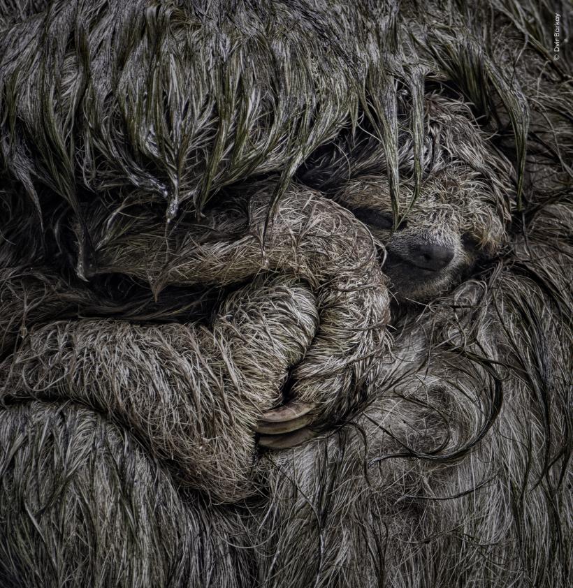 Galerie Foto - Un râs jucăuș câștigă marele premiu la concursul foto. A ...