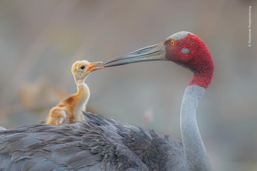 Galerie Foto - Un râs jucăuș câștigă marele premiu la concursul foto. A ...