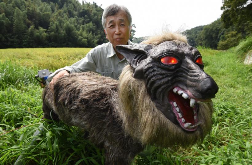 Galerie Foto - Japonezii cumpără masiv lupi roboți pentru că vor să ...