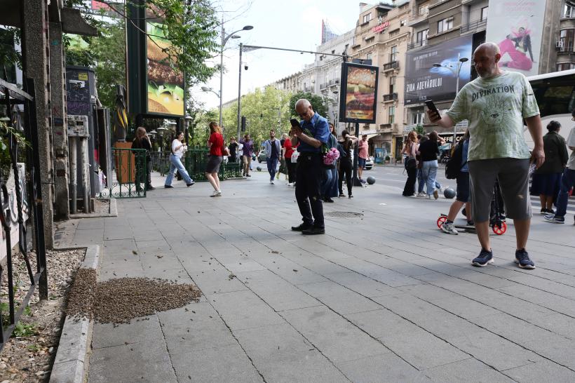 Galerie Foto - Un apicultor capturează un roi de albine de pe trotuar ...