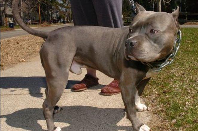 Români arestaţi la Roma, după ce au ASMUŢIT un câine spre poliţişti ...