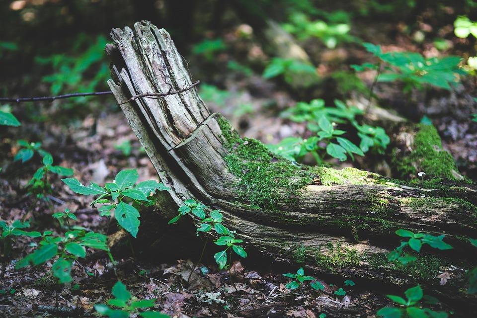 Incident dramatic într-un parc din Capitală! Un bărbat a fost rănit ... Incident dramatic într-un parc din Capitală! Un bărbat a fost rănit ...