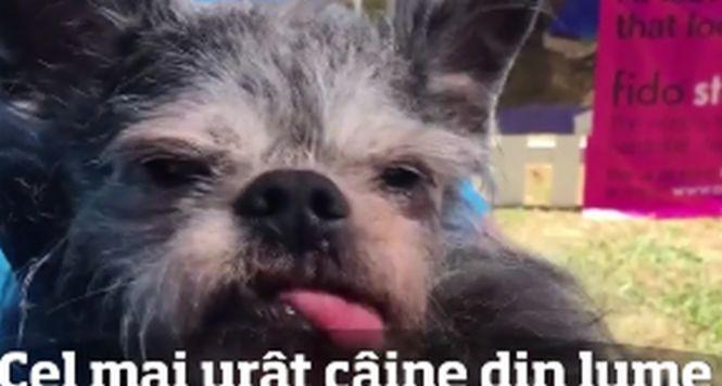 Cum arată cel mai urât câine din lume