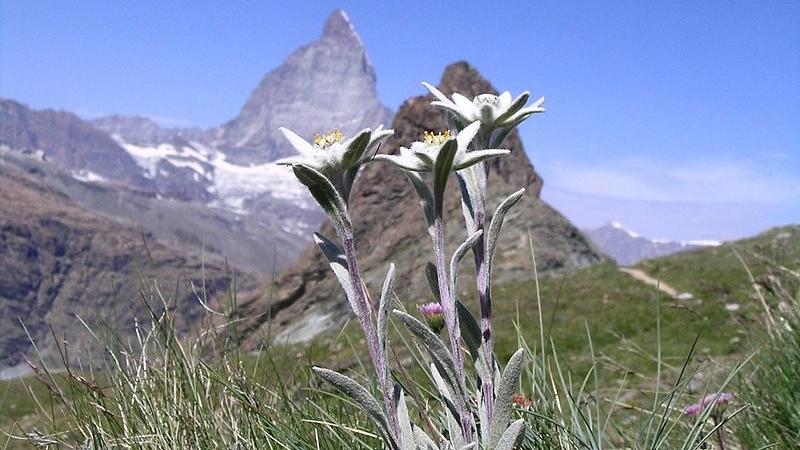 FLOAREA-DE-COLȚ. Legendele florii de colţ