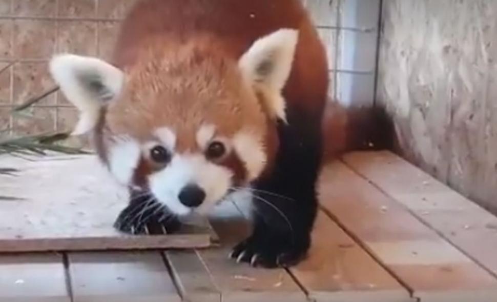 Premieră în România! Un urs panda roșu a ajuns la Grădina Zoologică din ...