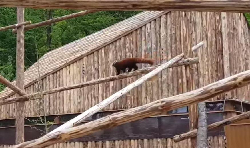 Primul urs panda roșu din România poate fi vizitat la Grădina Zoologică ...