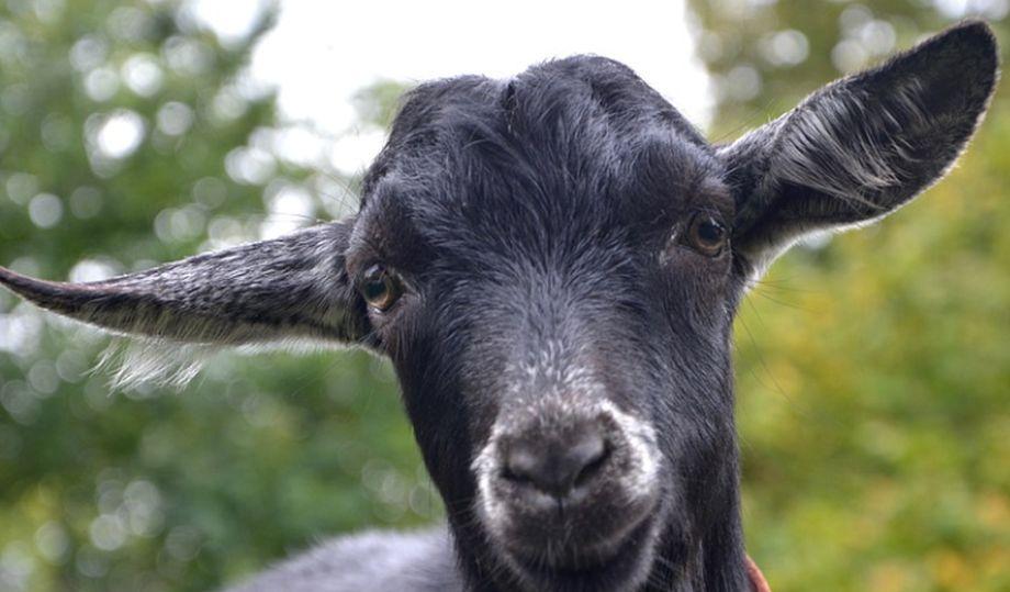 Ciocârlia şi capra neagră, protejate prin lege. Nu vor mai putea fi vânate