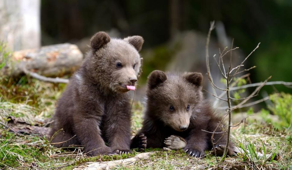 Doi pui de urs au murit de foame pe munte, în zona Fântâna lui Ioan