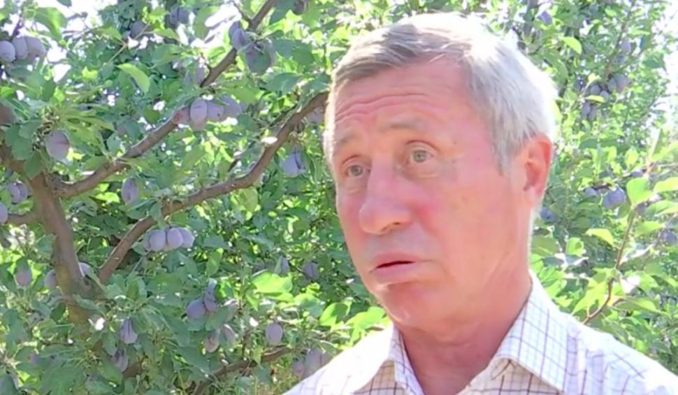 Producția de prune, compromisă anul acesta: Prețul la țuică și rachiu ...