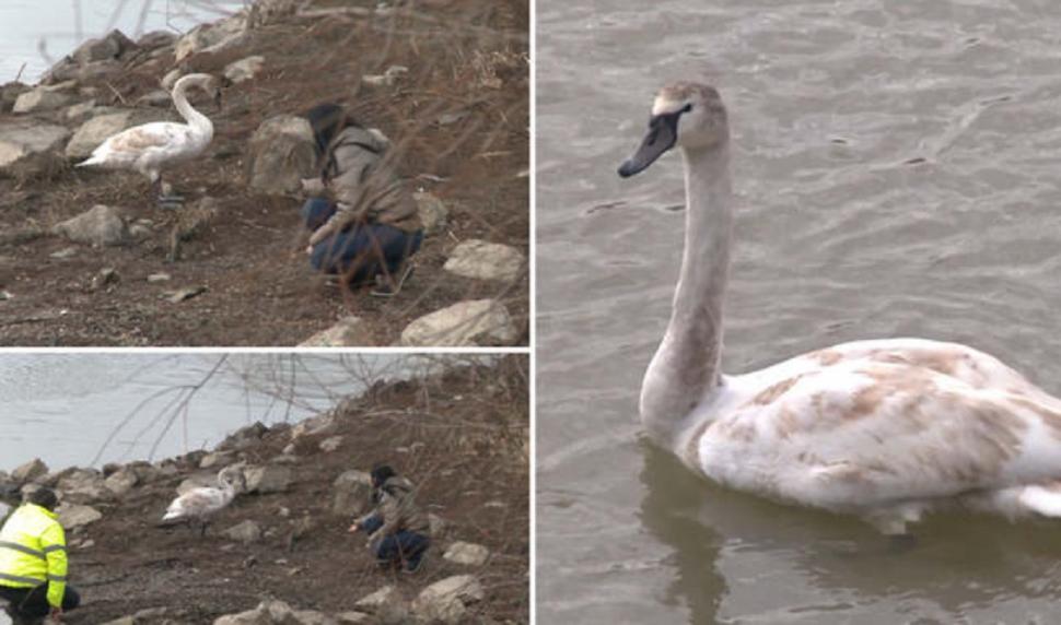 Un pui de lebădă cu un cârlig de pescuit prins în cioc a fost salvat de ...