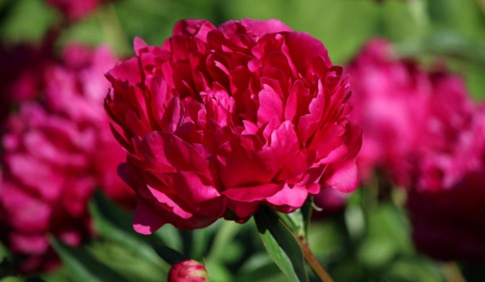 Petiția pentru declararea bujorului drept "Floarea Națională și Simbol ...