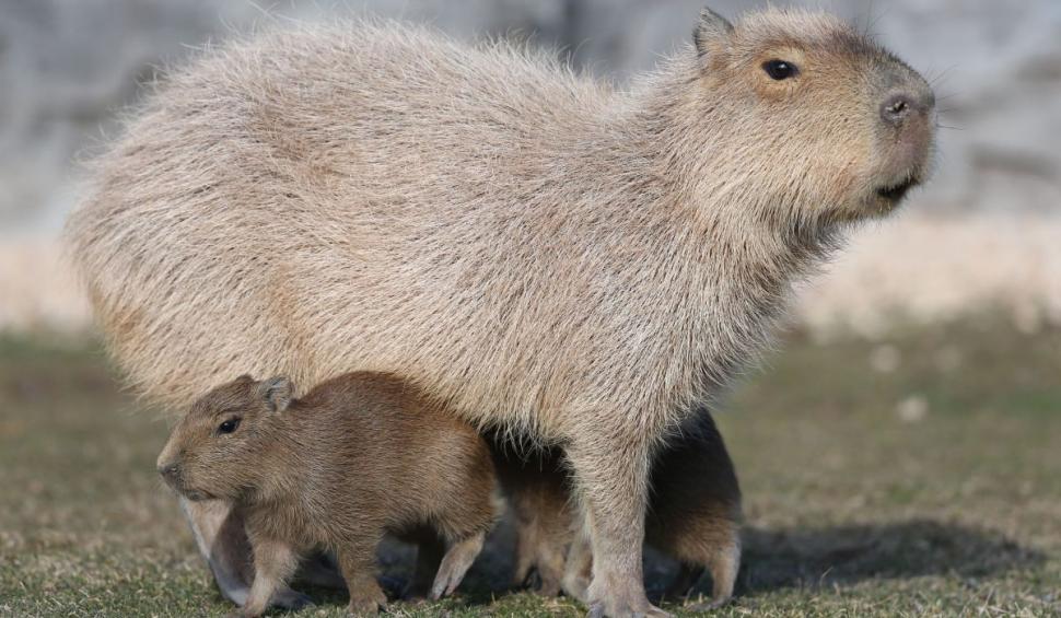 Ce este capybara şi de la ce a pornit trendul care a cucerit internetul ...