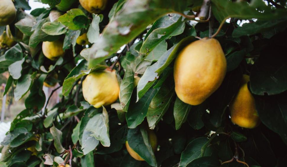 Ce beneficii aduc sănătăţii frunzele de gutui. Acţionează ca un ...