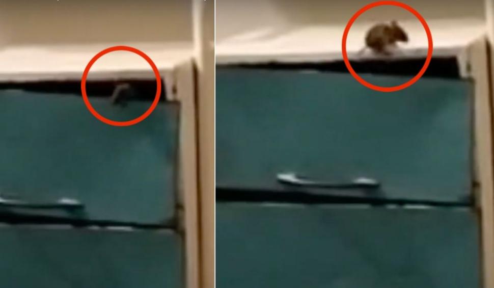 Șoarece filmat în secția de pediatrie a unui spital din Sălaj | DSP a ...