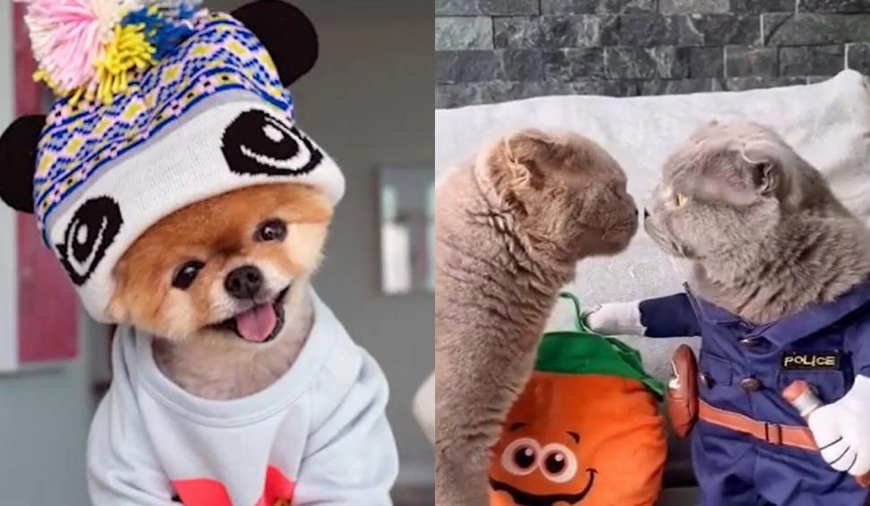 Animale simpatice şi celebre pe internet | Cum arată Bossulică, primul ...