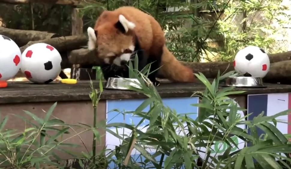 Un panda roșu din Thailanda a “prezis” cine câștigă diseară la ...