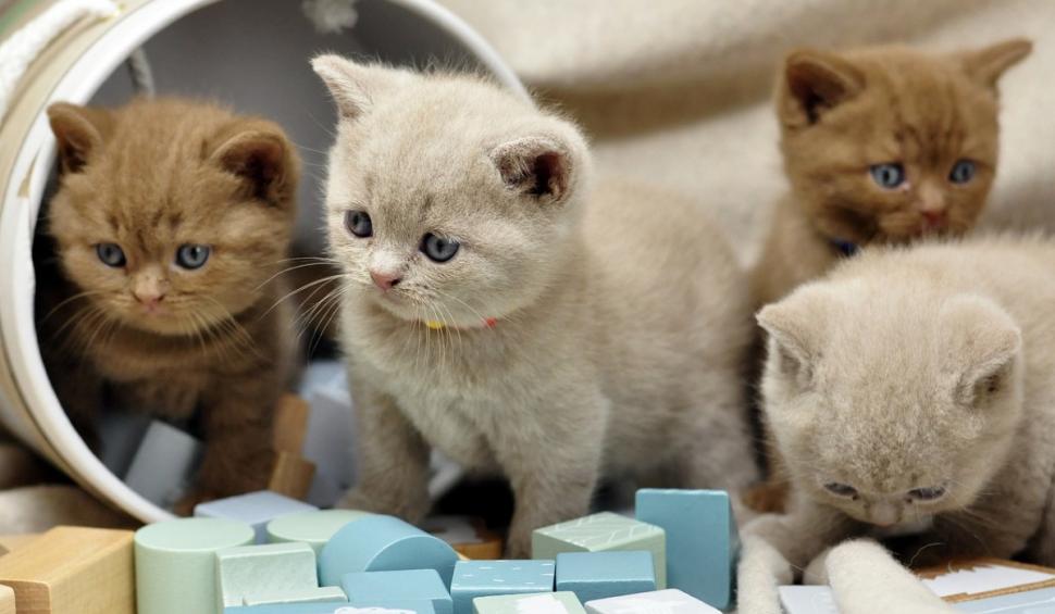 Pisicile, benefice pentru sănătatea fizică și emoțională a stăpânilor ...