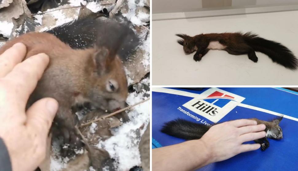 O veveriță aproape îngheţată de frig a fost salvată de un trecător, în ...