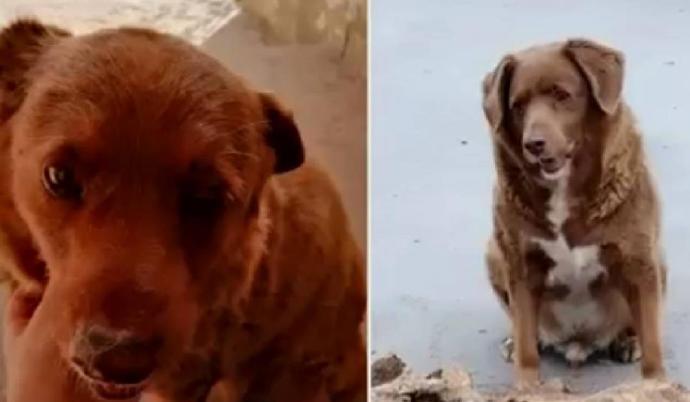 Cel mai bătrân câine din lume a împlinit 30 de ani. Care este "secretul ...