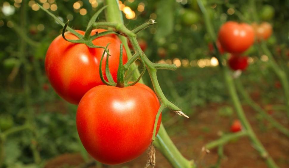 Solarii pline cu roşii la Jiana Mare | Producătorii spun că preţul va ...