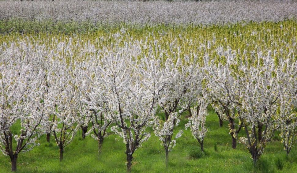 Cum se stropesc pomii fructiferi în luna aprilie, pentru o recoltă mai ...