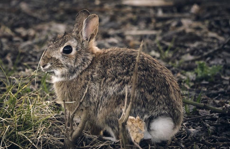 Un bărbat a fost ucis de un vânător care spune că l-a confundat cu un ...