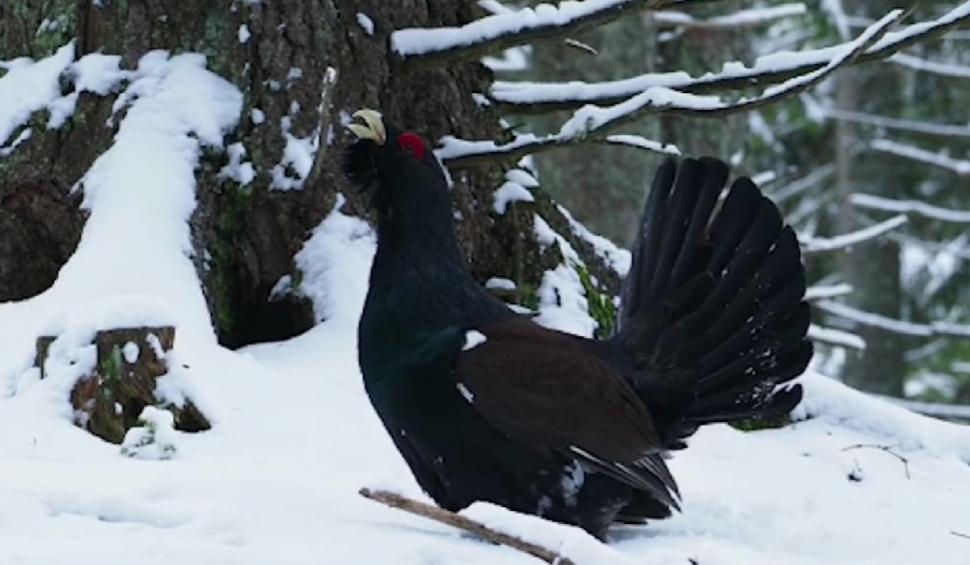 "Un ansamblu unic de mișcări și sunete": Dansul nupțial al cocoșului de ...