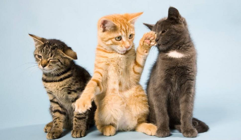 Primul adăpost pentru pisicile abandonate din România, deschis la Târgu ...