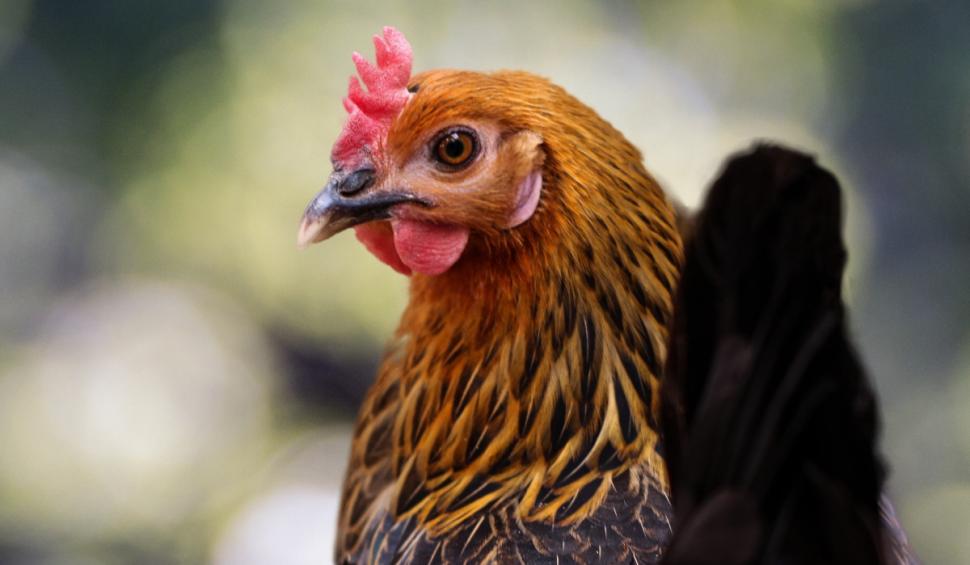 Descoperire inedită făcută de un bărbat în timp ce urmărea o găină în curte, în Turcia