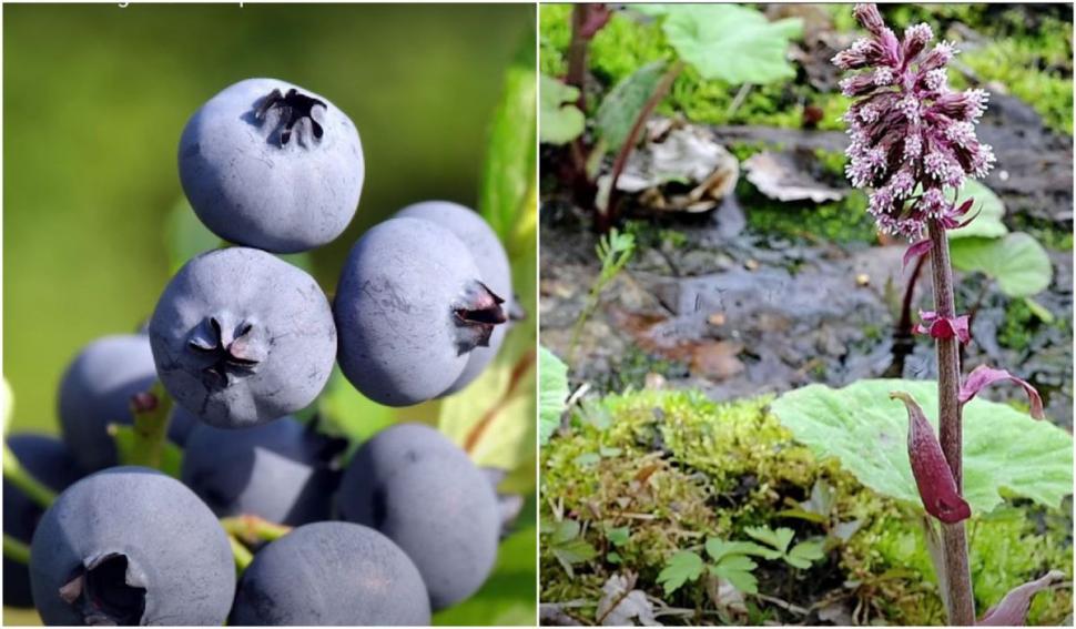 Plantele care elimină metalele grele din organism: ”Repară și vindecă ...