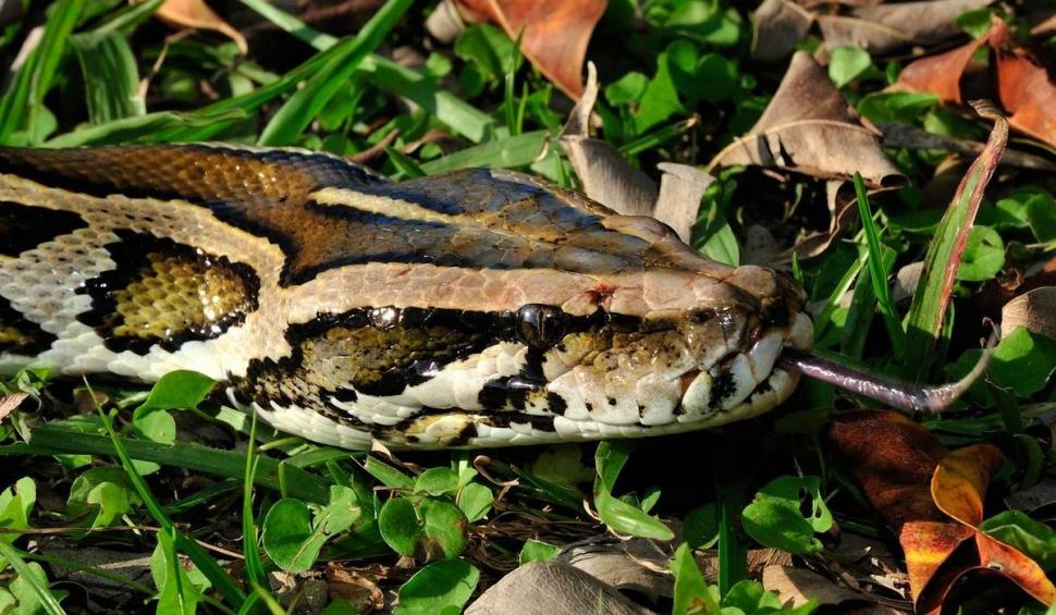 "Este singurul șarpe care m-a speriat atât de tare". Momentul în care ...