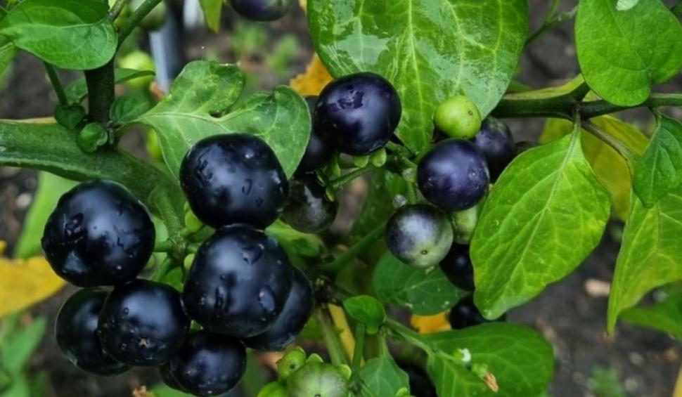 A fost obținut primul soi de "roșii negre:", tip kumato, în România ...